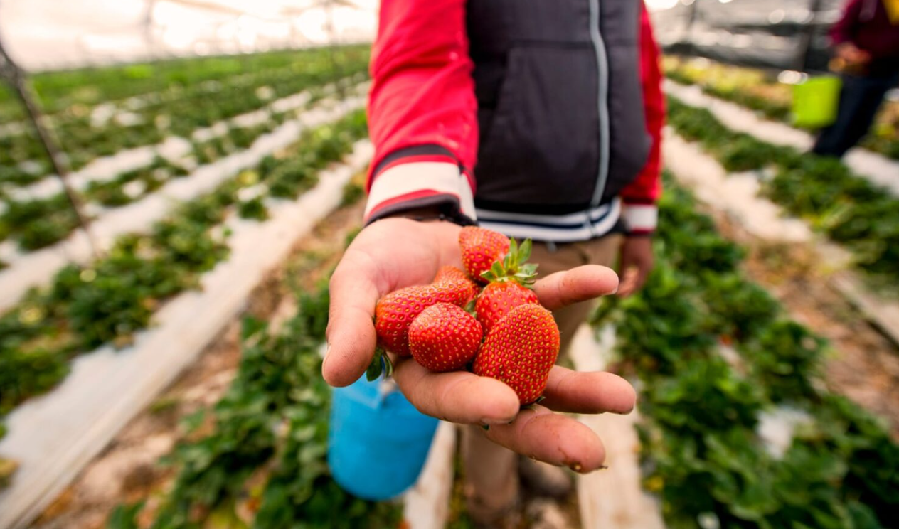 Fresas mexicanas bajo la lupa de EU y contraataque comercial de México ...